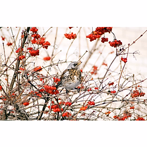 Health Embassy Cramp Bark | Viburnum opulus L | 100% Natural (50g)