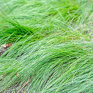 QAUZUY GARDEN 200 Prairie Dropseed Seeds (Sporobolus Heterolepis) Ornamental Native Grass - Drought Tolerant - Perennial Ground Lawn Cover grass - Low-Maintenance