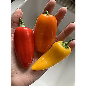 60+ Lunchbox Sweet Snacking Pepper Seeds Red Orange Yellow Non-GMO