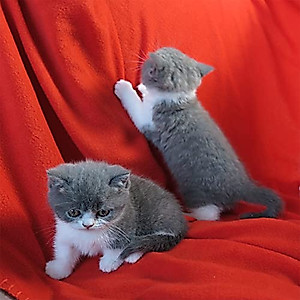 Ngawari Fleece Throw Blanket Lightweight Soft Warm Cozy Pet Blanket (Red, 50 * 60 Inch)