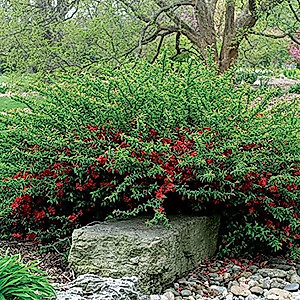 CHUXAY GARDEN Chaenomeles Speciosa-Flowering Quince,Chinese Quince,Zhou Pi Mugua 10 Seeds Striking Landscaping Plant