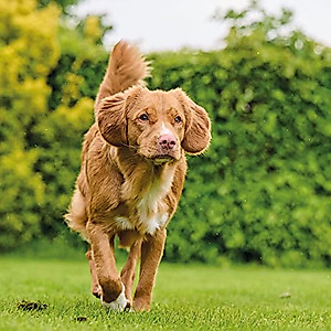 Beaphar Vitamins Dog Top 10 Vitamins 180 Tablets