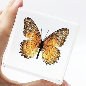 Real Butterfly Specimen Specimens Paperweight Paperweights Collection Display(3x3x0.6")