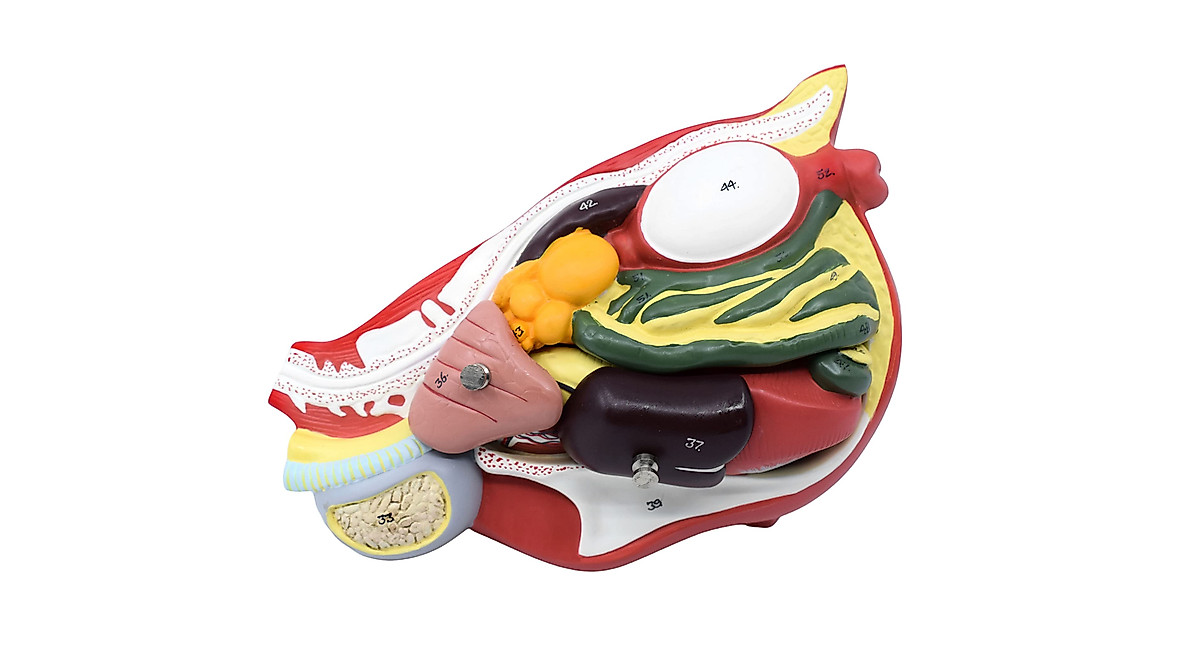 Chicken Hen Anatomy Model - Life Size 6-Part Dissection by EISCO Labs