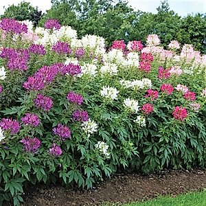 Cleome Seeds - Mixed Colors - 1 Pound - Pink/Purple/White Flower Seeds, Heirloom Seed Attracts Bees, Attracts Butterflies, Attracts Hummingbirds, Attracts Pollinators, Extended Bloom Time
