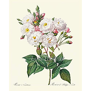 Botanical Pink White Roses Prints - Unframed - Beautiful Antique Illustration Wall Art Set of 2 Prints French Flowers Home Room Decor Small or Large Dining Room Bedroom Living Interior Design LRR