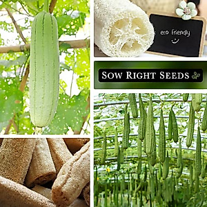 Sow Right Seeds - Luffa Gourd Seed for Planting - Non-GMO Heirloom Packet with Instructions to Plant a Home Vegetable Garden - Great Gardening Gift (1)