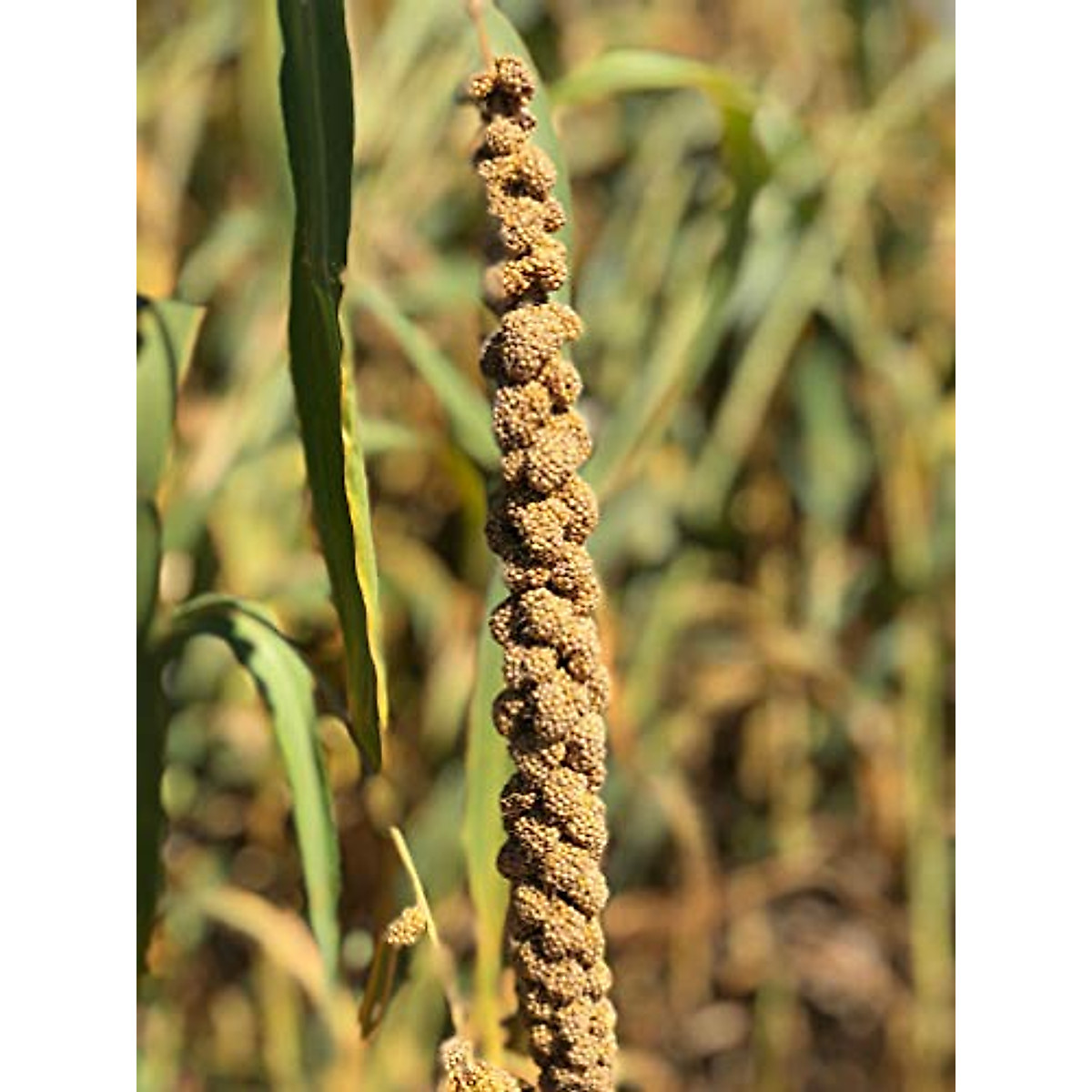 Birds LOVE Economy & Thin Special Spray Millet GMO-Free No Pesticides (No Stems Only Edible Tops) for Birds Cockatiel Lovebird Parakeet Finch Canary All Parrots Healthy Treat-9oz…