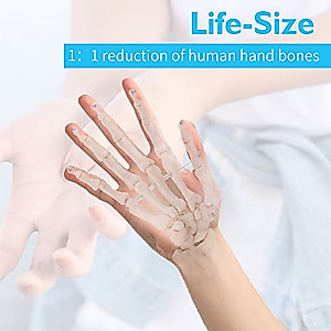 ANNWAH Hand Skeleton Model - Medical Human Finger Bone Made of PVC Posable Hand Showing Ulna and Radius for Research and Learning