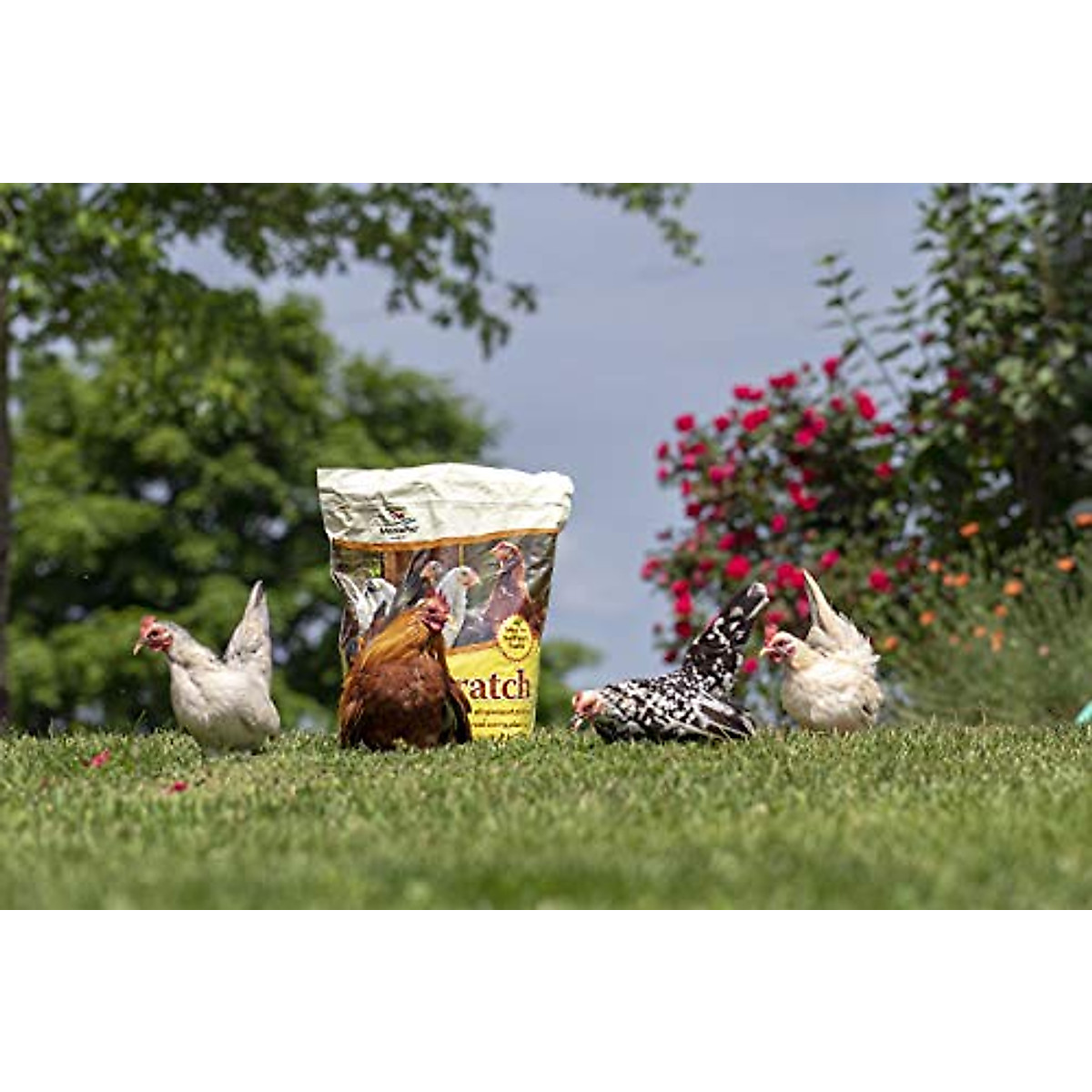 Manna Pro Ultimate Scratch Chicken Feed | Nutrient Rich Chicken Treat | 10 LB Chicken Scratch