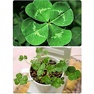 RubyShop724 200 Seeds/Pack, Four Leaf Clover Seed_Home Garden Decoration Bonsai_Flower_Seeds Beauty Lucky