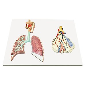 Jackson Global JS00110 Human Respiratory System with Magnified Alveoli | Key Anatomical Features Labelled with Accompanying Key Card