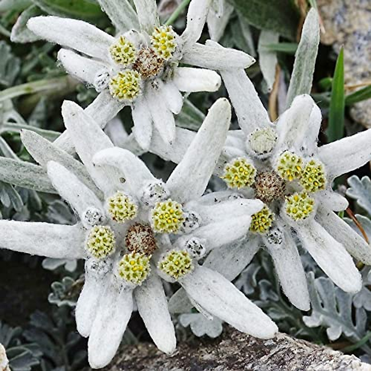QAUZUY GARDEN 100 Edelweiss Seeds White Leontopodium Alpinu - Edible & Attract Pollinators - Perennial Beautiful Woody Flower - Showy Houseplant Ground Lawn Cover