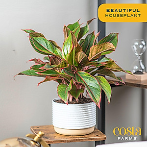 Costa Farms Chinese Evergreen Live Plant, Aglaonema, Easy Care Low Light Houseplant in Nursery Pot, Potted in Potting Soil Mix, Housewarming, Unique Home or Room Decor, 1-2 Feet Tall