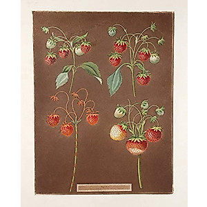 [Strawberries] Early Scarlet Strawberry; Late Scarlet; Golden Drop; Pine