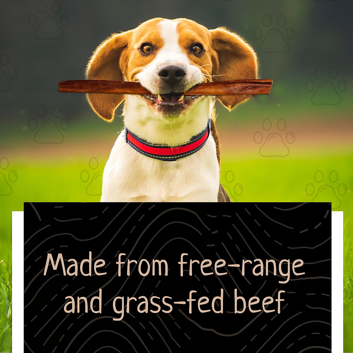 Pawsitive Cravings Monster Bully Sticks - 12 Inch All-Natural Bully Sticks for Dogs - Fully Digestible & 100% Grass-Fed Beef Sticks - Supports Dental Health - Extra-Thick Chews for Dogs - Pack of 3