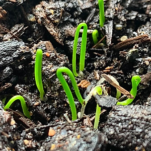 Seed Needs, Garlic Chives Seeds - 400 Heirloom Seeds for Planting Allium tuberosum - Culinary Herb, Non-GMO & Untreated, Chinese Chives for Cooking (1 Pack)