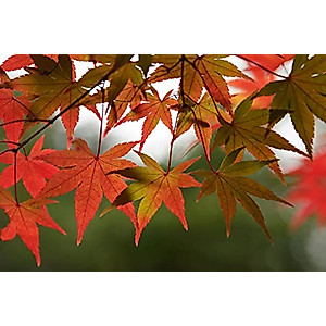 Bonsai Tree Grow Kit | Japanese Maple | White Design | The Jonsteen Company