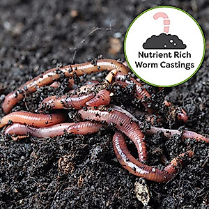 Organic Potting Mix by Perfect Plants for All Plant Types - 8qts for Indoor and Outdoor Use, Great for Veggies, Spices, and Holistic Herbs