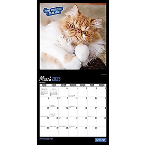 Cat Selfies | 2023 12 x 24 Inch Monthly Square Wall Calendar | BrownTrout | Pet Humor Kitten Feline