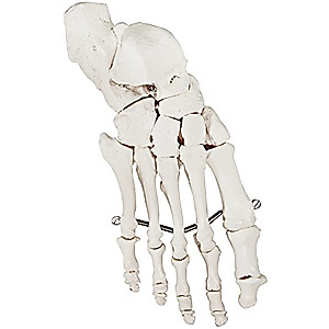 Axis Scientific Skeletal Foot | Right | Fully Articulated Flexible Foot Skeleton is Secured with Quality Wire to Demonstrate Movement | Includes Product Manual