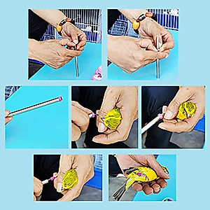 FOIBURELY 100 pcs Bird Ring Leg Bands for Gouldian Zebra Finch Canary Society Bird Foot Ring with 1 Installer(Diameter 3mm)
