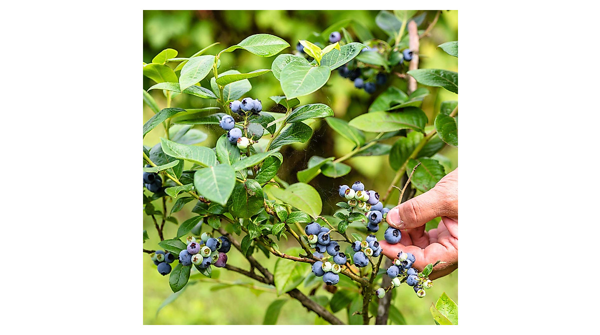 Buy Tifblue Blueberry Live Plant - Perfect for Your Garden