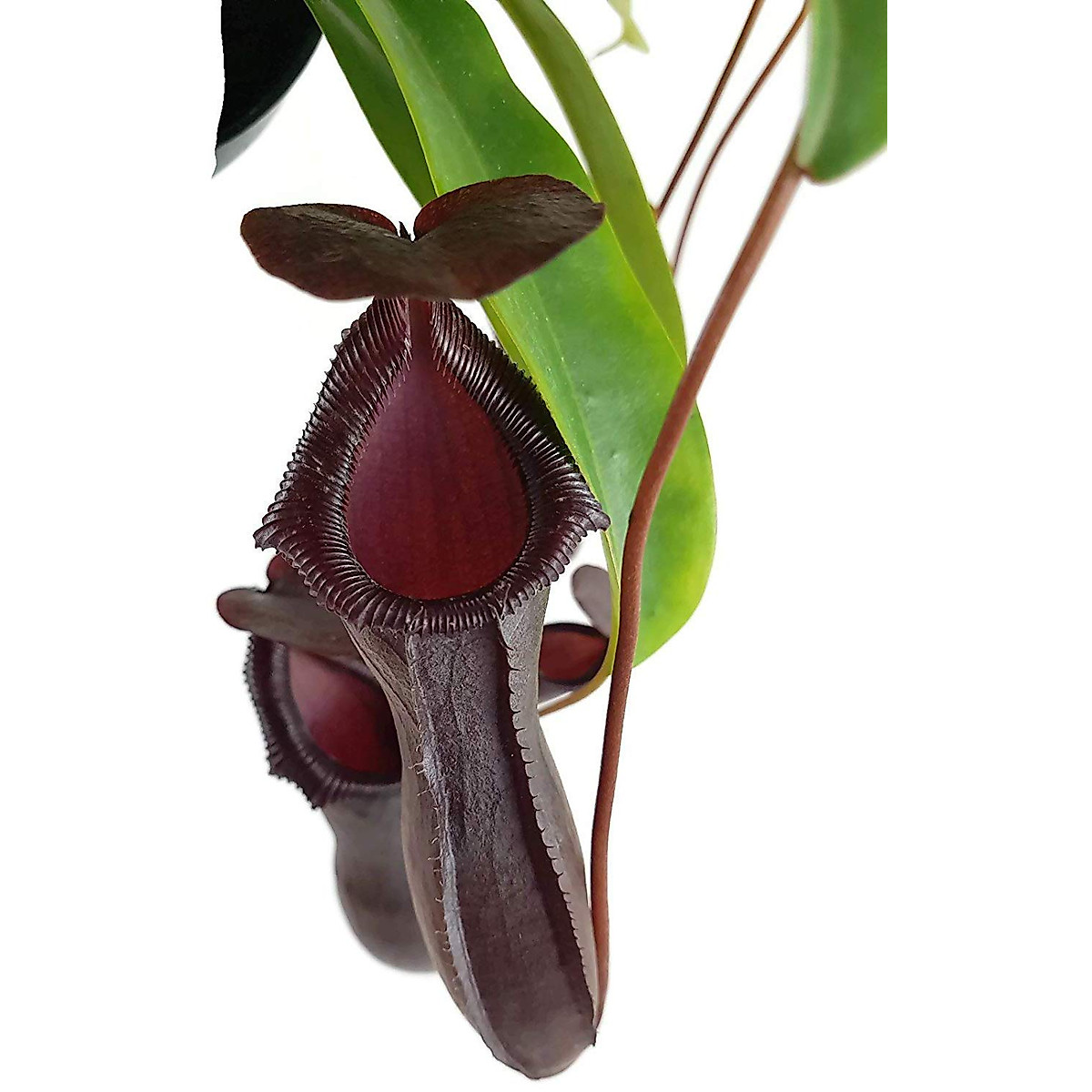 Tropical Pitcher Plant Bill Bailey Carnivorous Plant Live Plant