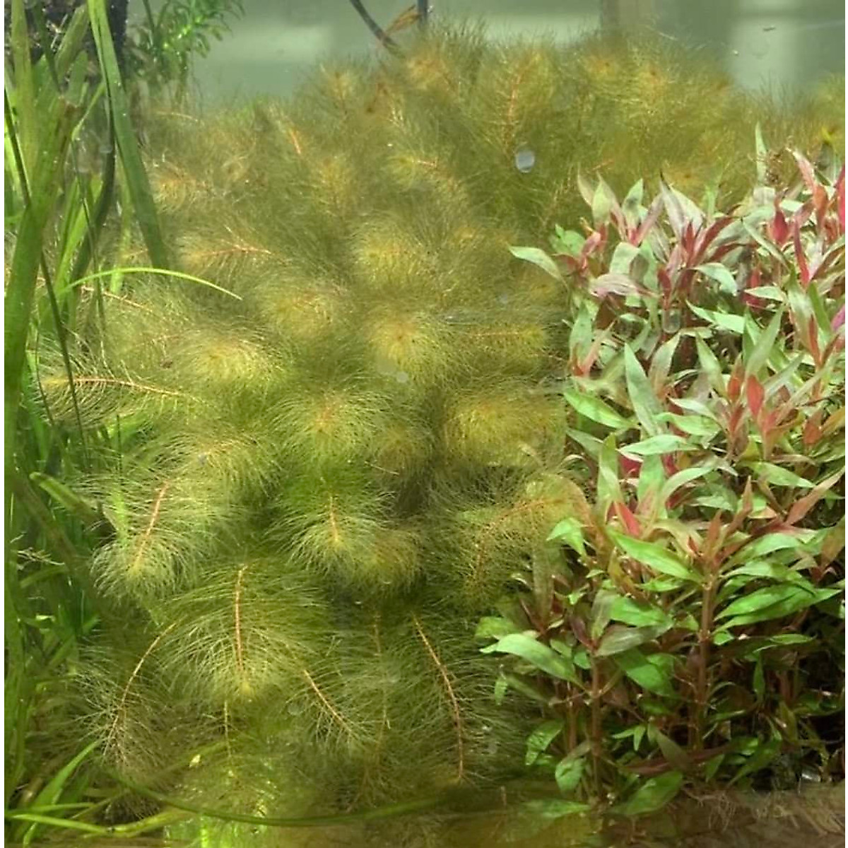 Marcus Fish Tanks Red Myrio Myriophyllum Heterophyllum Foxtail Watermilfoil Live Aquarium Plants