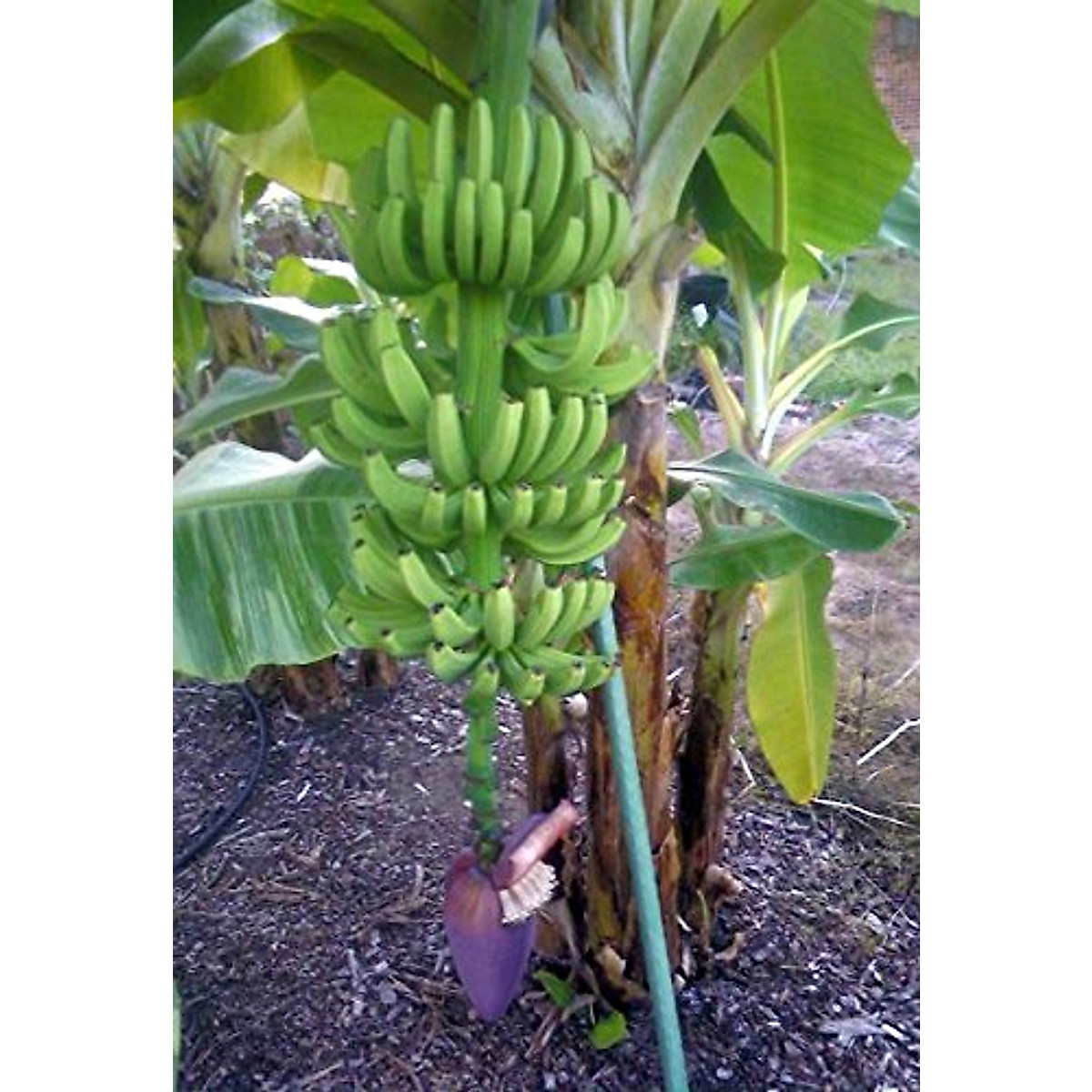 Grand Nain Chiquita Banana Tree - Live Dwarf Banana Plant