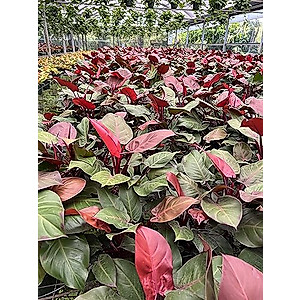 Peter's 20-20-20. 2 Pounds. General Purpose Water Soluble Fertilizer with Micro Nutrients.