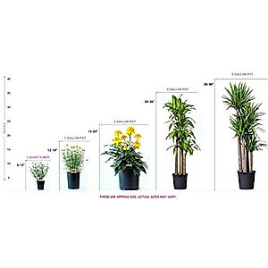 Pixies Gardens Russian Pomegranate Tree Considered The Sweetest of All Pomegranates (1 Gallon Potted)