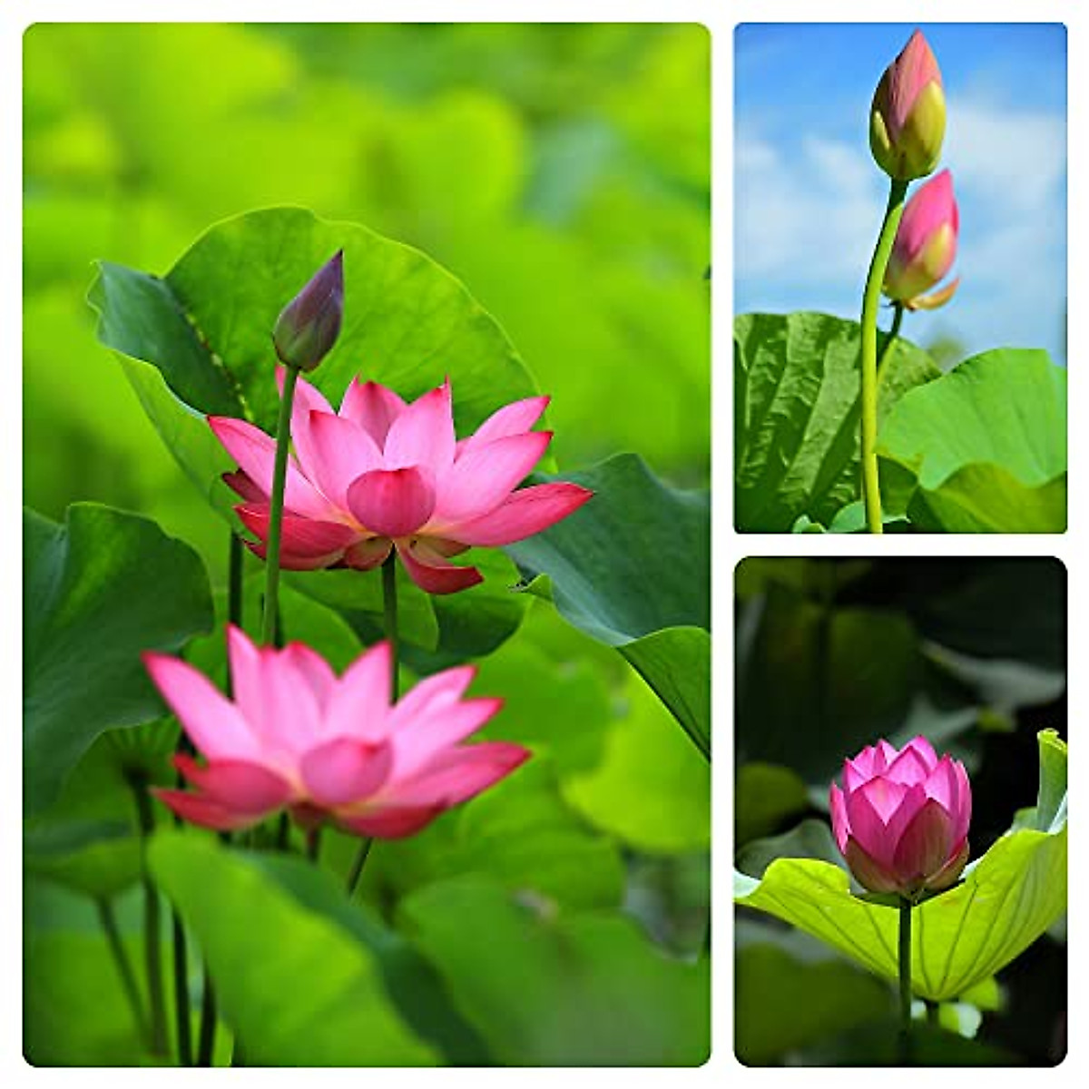 60PCS Open Mouth Bonsai Lotus Seeds Water Lily Flower Non-GMO Heirloom Garden Home for Planting (Mix White Purple)