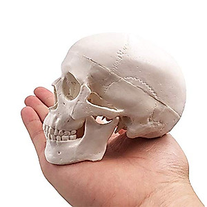 BornTo Edu Mini Skull Model - Small Size Human Medical Anatomical Adult Head Bone for Education