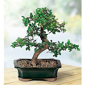 Chinese Elm Bonsai Live Tree Plant 5 Year Old Outdoor/Interior Decor