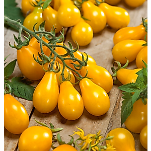 Burpee 'Yellow Pear' Heirloom, Yellow Pear Tomato, 150 Non-GMO Seeds