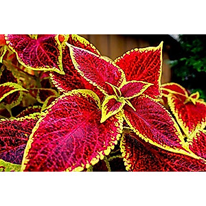 100+ Rare Mixed Coleus Flowers Seeds Rainbow Coleus Wizard Mixed Perennial Foliage Plant