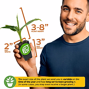 Ice Cream Banana Tree Live Plant (Blue Java) - Musa acuminata × balbisiana - Wellspring Gardens Starter Plant - Easy to Grow Plants for Nature Lovers & Gardeners- Outdoor Planting in Outdoor & Patio