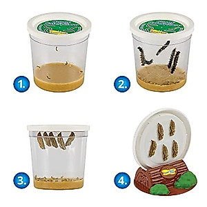 Insect Lore Cup of Caterpillars - Butterfly Kit Refill - Life Science & STEM Education