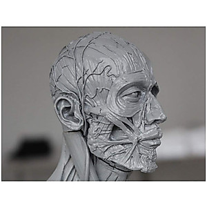 Male&Female Human Anatomy Figure Anatomical Skull Head Body Muscle Bone and Skin Model Lab Supplies, Anatomical Reference for Artists,60cm