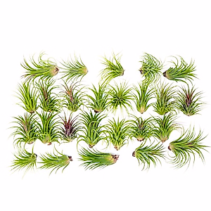 Ionantha Tillandsia Air Plants Live Indoor Plants (5PK), Air Plant Terrarium Plants Live Houseplants, Live Plants Indoor Plant Kit, Easy Care Plants for Air Plant Holder or Garden by Plants for Pets