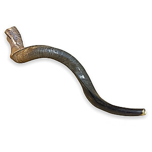 22"-24" Half Polished Half Natural Kudu Horn Shofar Kosher Israel Tradition