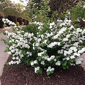 2 Gallon First Editions Viburnum Opening Day Shrub