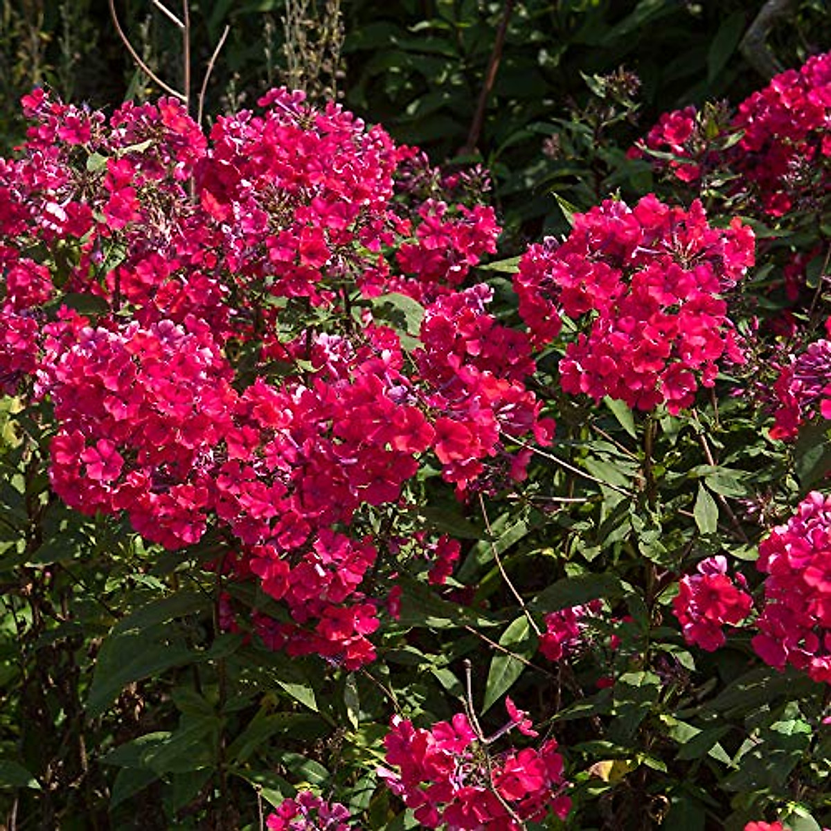 Outsidepride Phlox Crimson Ground Cover, Garden Flowers, Bedding & Container Plants - 1000 Seeds