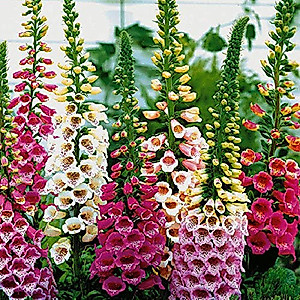 NIKA SEEDS - Flowers Purple Foxglove Digitalis Mix Perennial - 600 Seeds