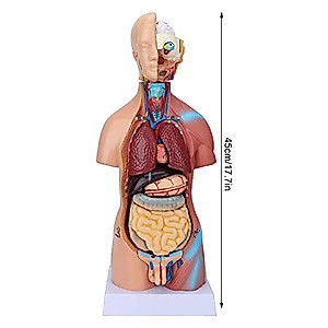 Body Internal Organs Model, Accurate Structure Human Torso Model for Hospital for School