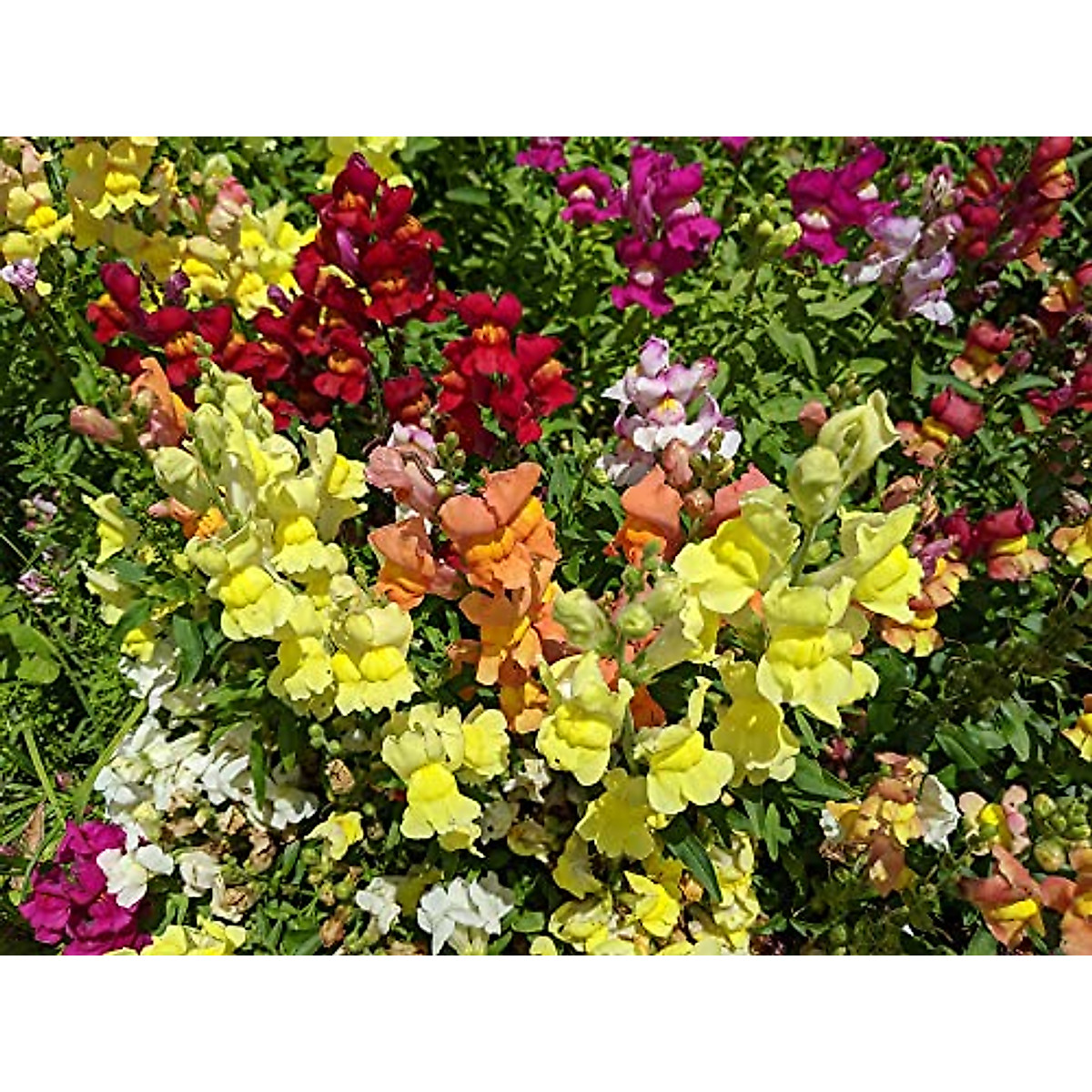 Tetra Mix Snapdragon Seeds for Planting, 2000+ Flower Seeds Per Packet, (Isla's Garden Seeds), Non GMO & Heirloom Seeds, Scientific Name: Antirrhinum majus, Great Home Garden Gift