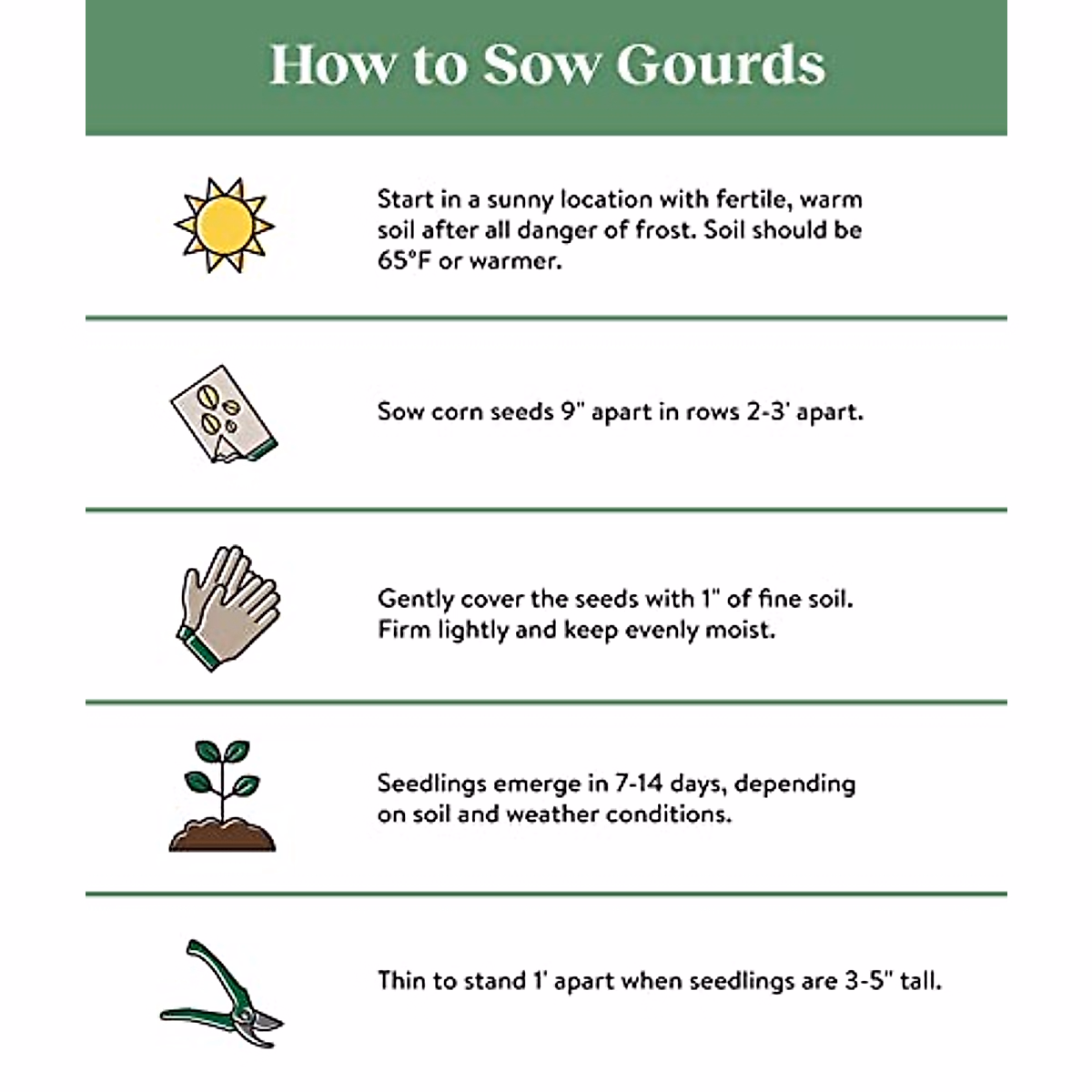 Burpee Ambrosia Sweet Corn Seeds 200 seeds