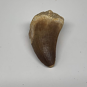 20.8g, 1.7"x1"x0.8" Fossil Mosasaur Tooth Reptiles, Cretaceous from Morocco,B12802