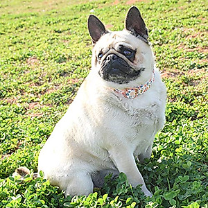 Metal Buckle Dog Collar, Durable Adjustable Dog Collar Soft for Small Medium Large Dogs (S(10-14in), Flower3)